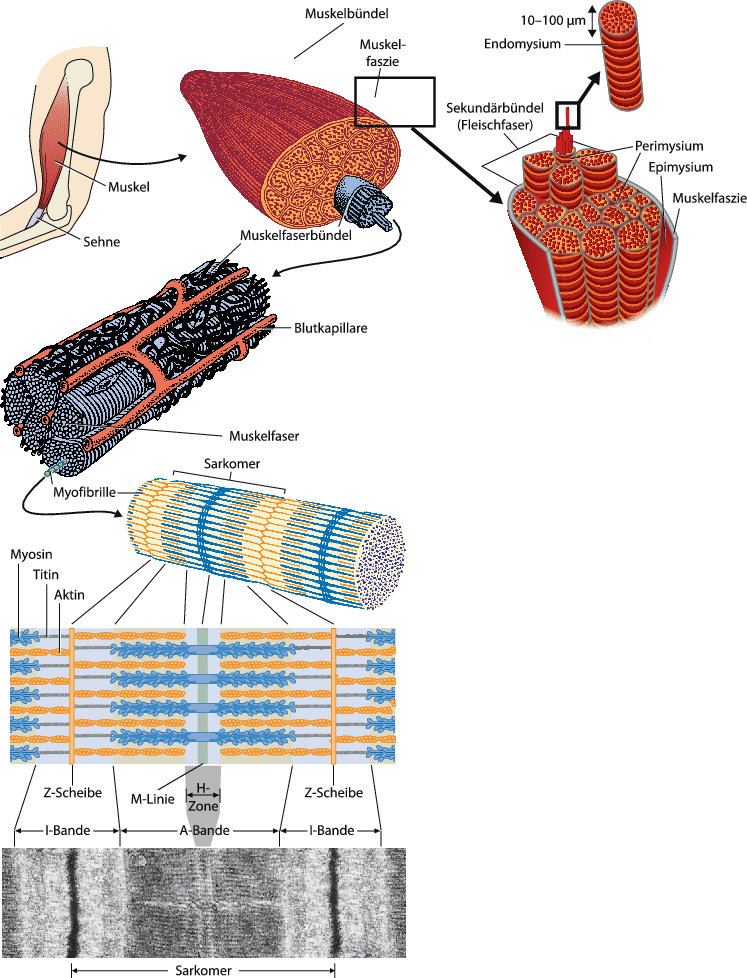 Manuelle Muskelfunktionsprüfung | SpringerLink
