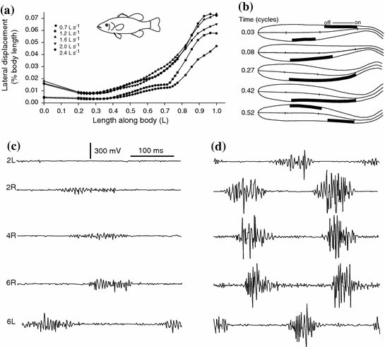 Fish Locomotion: Biology and Robotics of Body and Fin-Based Movements ...