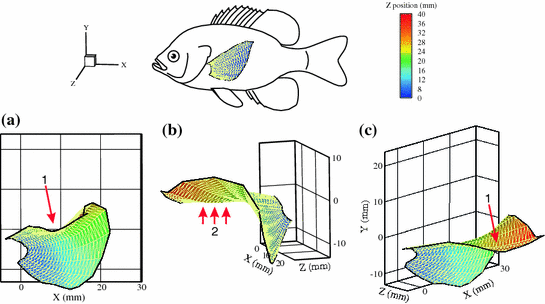 Fish Locomotion: Biology and Robotics of Body and Fin-Based Movements ...