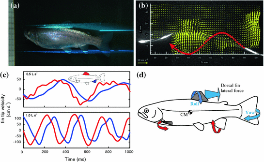 Fish Locomotion: Biology and Robotics of Body and Fin-Based Movements ...