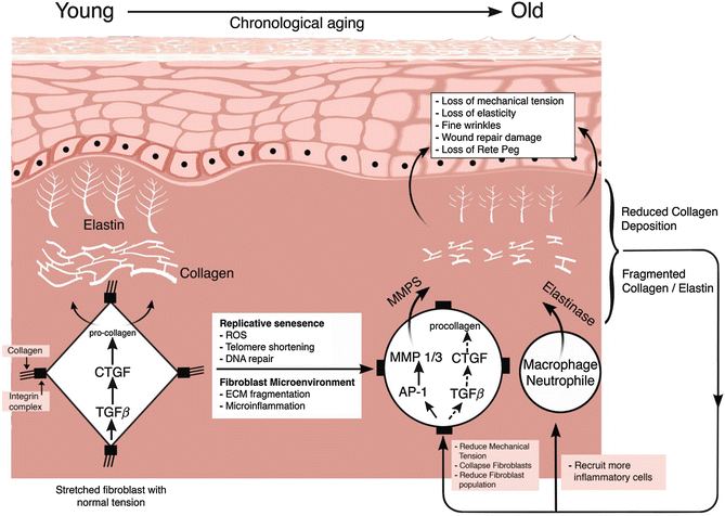 Pathology of Aging Skin | SpringerLink