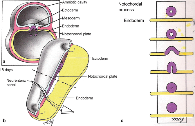 Embryology and Anatomy: Spine/Spinal Cord | SpringerLink