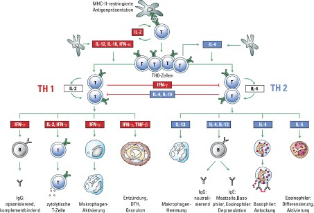 T-Zellen | SpringerLink