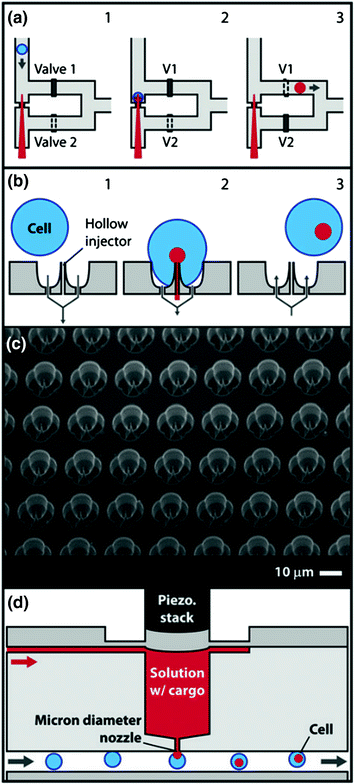 Microinjection for Single-Cell Analysis | SpringerLink