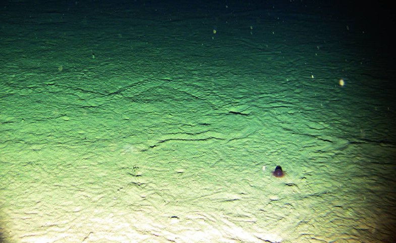 Leben am Meeresboden | SpringerLink