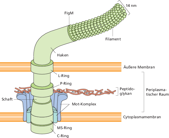 Aufbau und Funktion der Zelle | SpringerLink