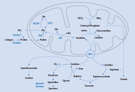 Disorders of Ornithine and Proline Metabolism | SpringerLink