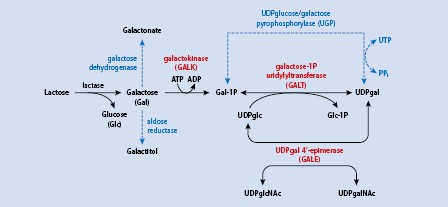 Disorders of Galactose Metabolism | SpringerLink