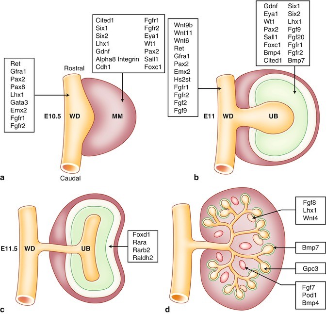 Structural Development of the Kidney | SpringerLink