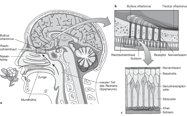 Auditorisches System und weitere Wahrnehmungssysteme | SpringerLink