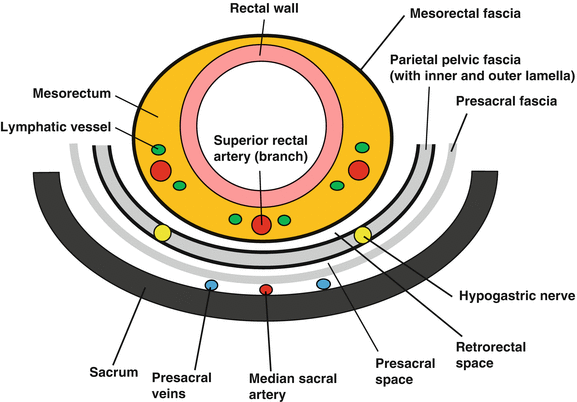 Anatomy of the Colon, Rectum, Anus, and Pelvic Floor | SpringerLink
