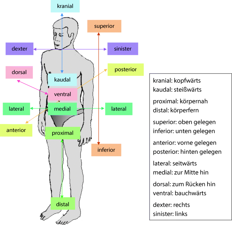 Grundbegriffe aus der Medizin | SpringerLink