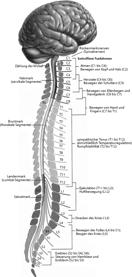Anatomie und Physiologie der Atmung | SpringerLink