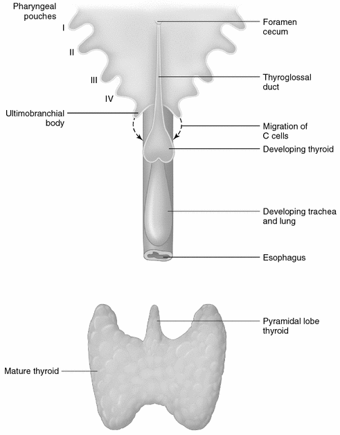 Thyroid Gland Embryology, Anatomy, and Physiology | SpringerLink