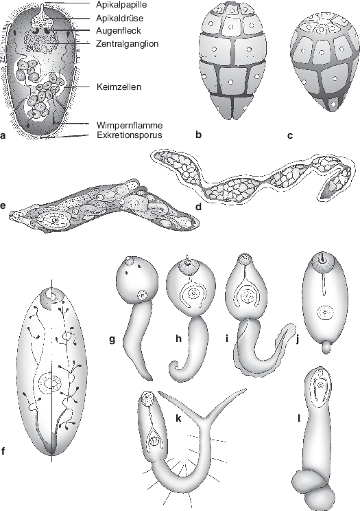 Parasitische Würmer (Helminthen) und Myxozoa | SpringerLink