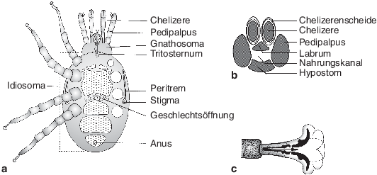 Arthropoda – Gliederfüßer | SpringerLink