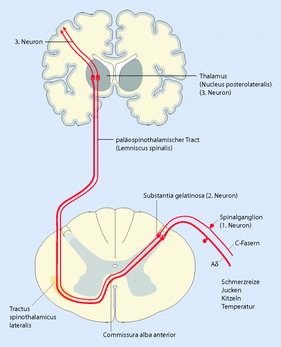 Alles eine Frage der Nerven | SpringerLink