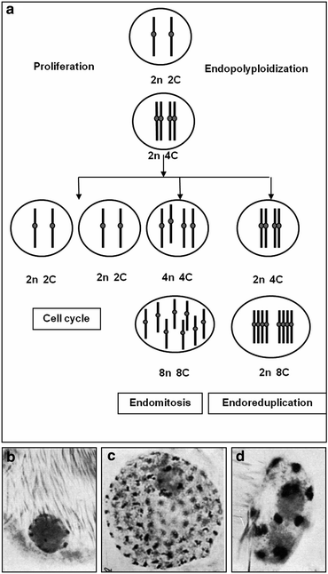 Endopolyploidy in Plants | SpringerLink