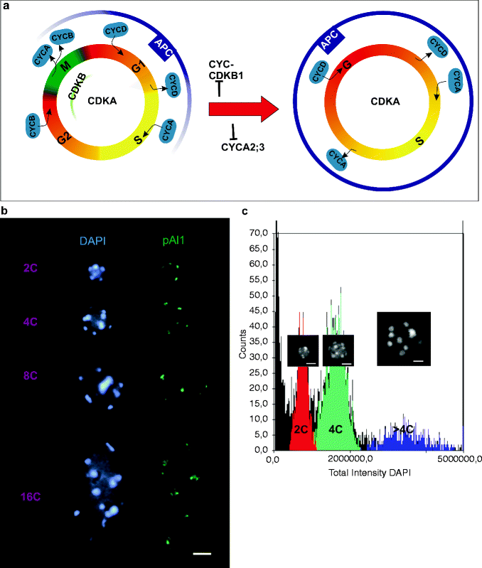 Endopolyploidy in Plants | SpringerLink