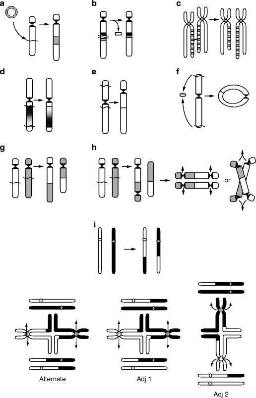 Mechanisms of Chromosome Rearrangements | SpringerLink