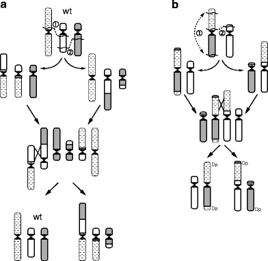 Mechanisms of Chromosome Rearrangements | SpringerLink