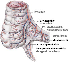 Anatomie der für das akute Abdomen relevanten abdominellen Organe und ...