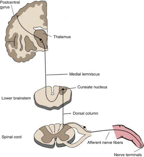 Prognostic Use of Somatosensory Evoked Potentials in Acute ...