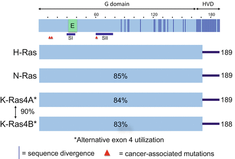 RAS Genes and Cancer | SpringerLink