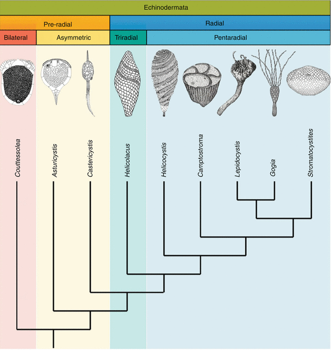 Echinodermata | SpringerLink