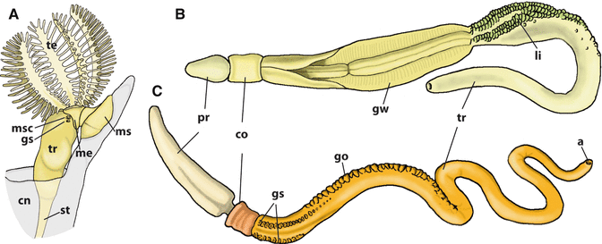 Hemichordata | SpringerLink