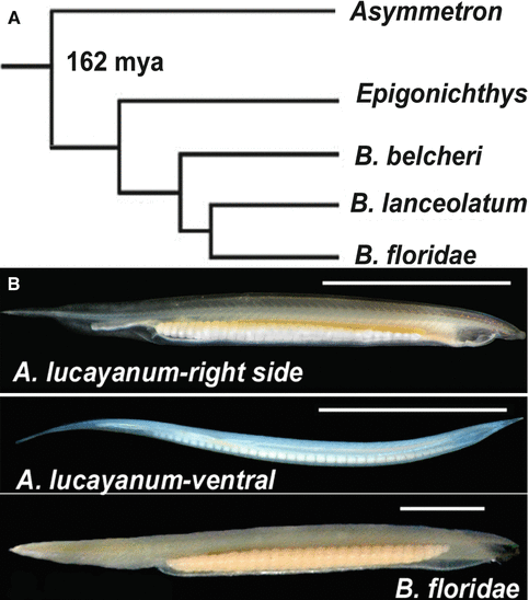 Cephalochordata | SpringerLink
