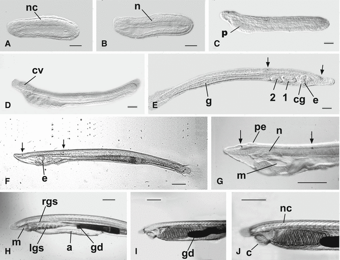 Cephalochordata | SpringerLink
