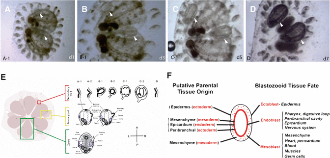 Tunicata | SpringerLink
