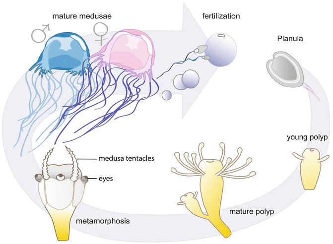 Cnidaria | SpringerLink