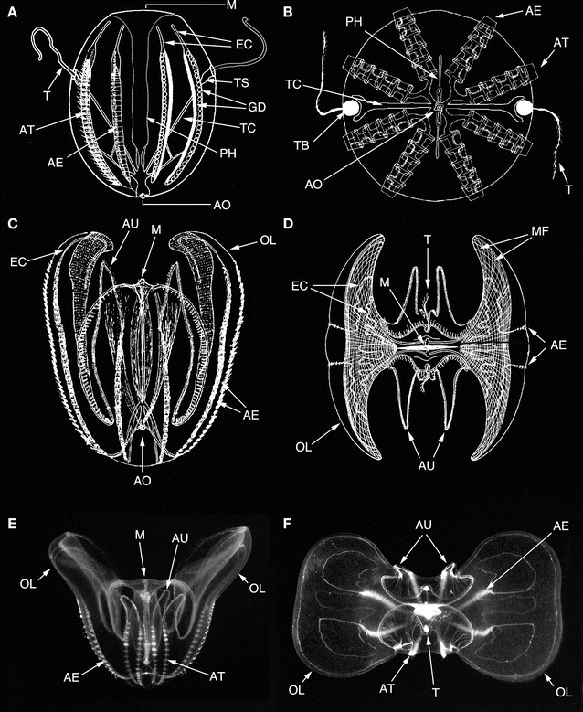 Ctenophora | SpringerLink