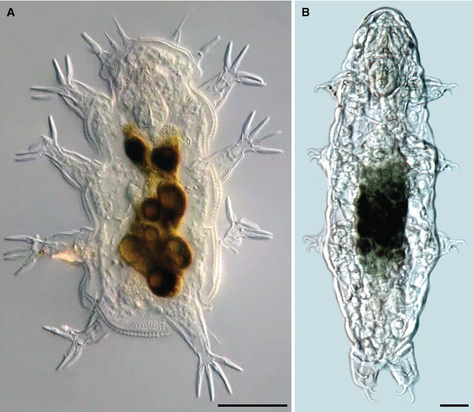 Tardigrada | SpringerLink