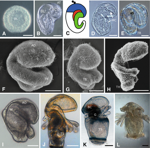 Phoronida | SpringerLink