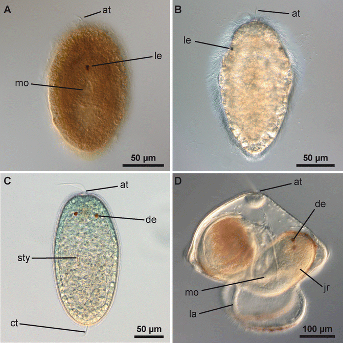 Nemertea | SpringerLink