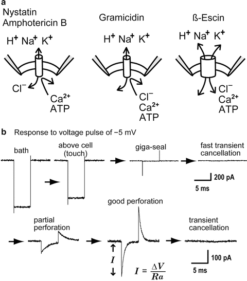 Perforated Whole-Cell Patch-Clamp Technique: A User’s Guide | SpringerLink