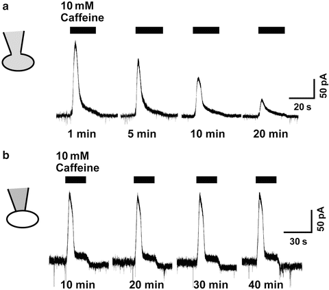 Perforated Whole-Cell Patch-Clamp Technique: A User’s Guide | SpringerLink
