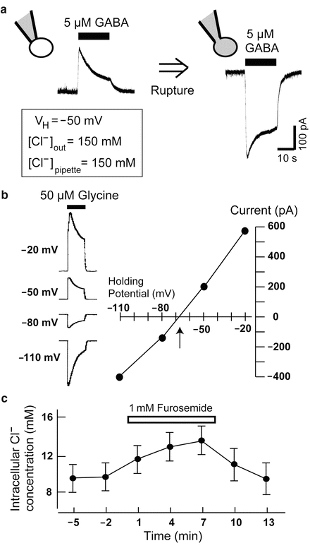 Perforated Whole-Cell Patch-Clamp Technique: A User’s Guide | SpringerLink