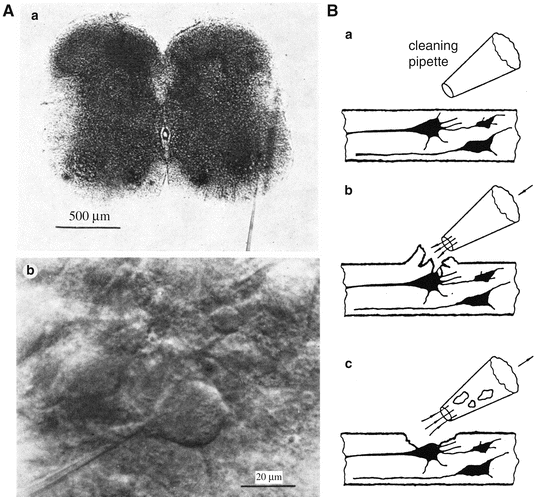 Patch-Clamp Recording Method in Slices for Studying Presynaptic Mechanisms | SpringerLink