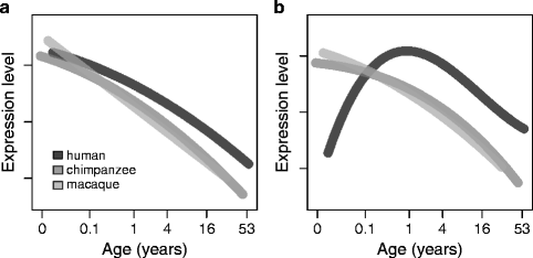 The Role of Neoteny in Human Evolution: From Genes to the Phenotype ...