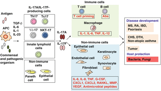 The Roles of IL-17A and IL-17F in Infection and Inflammatory Disorders ...