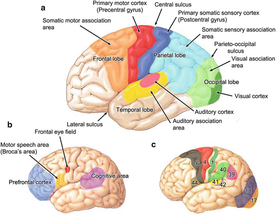Anatomy of Adult Central Nervous System: Structure and Function of the ...
