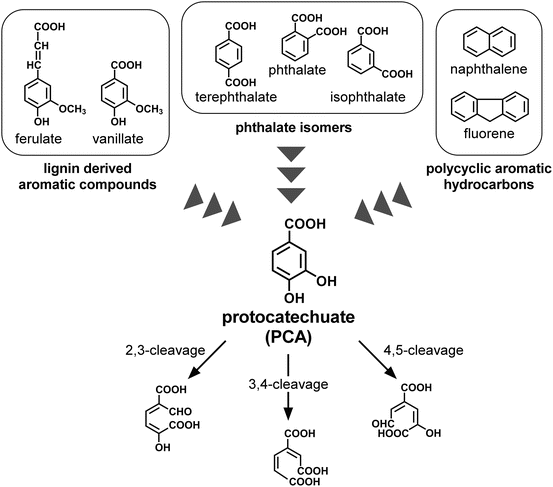 The Protocatechuate 4,5-Cleavage Pathway: Overview and New Findings ...