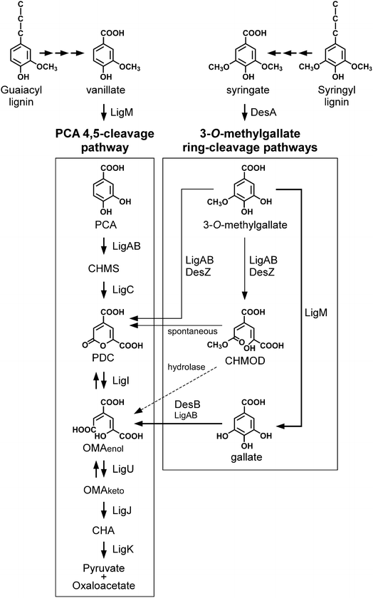 The Protocatechuate 4,5-Cleavage Pathway: Overview and New Findings ...