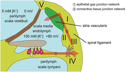 Cochlear Lateral Wall | SpringerLink