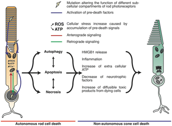 Photoreceptor Degeneration: Molecular Mechanisms of Photoreceptor ...
