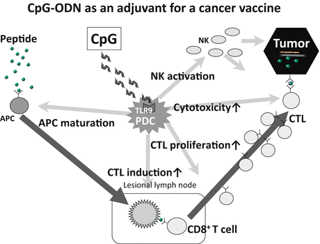 CpG Motif | SpringerLink